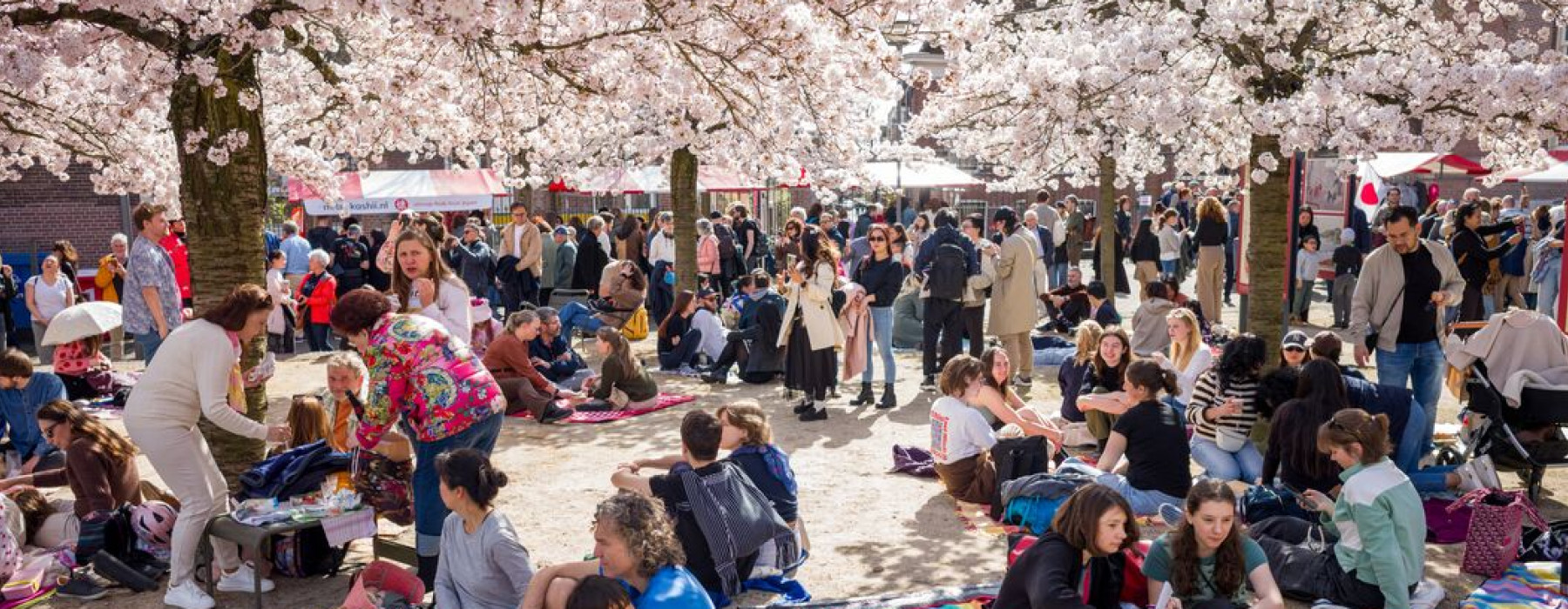 Hanami 2025: Cherry Blossom Festival at Wereldmuseum Leiden | Wereldmuseum Leiden